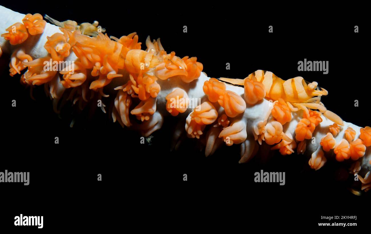 Finding underwater invertebrates on coral reef in the pacific Ocean ...