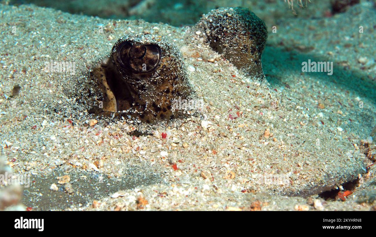 Marine animal behavior - Camouflage techniques used underwater to hide ...