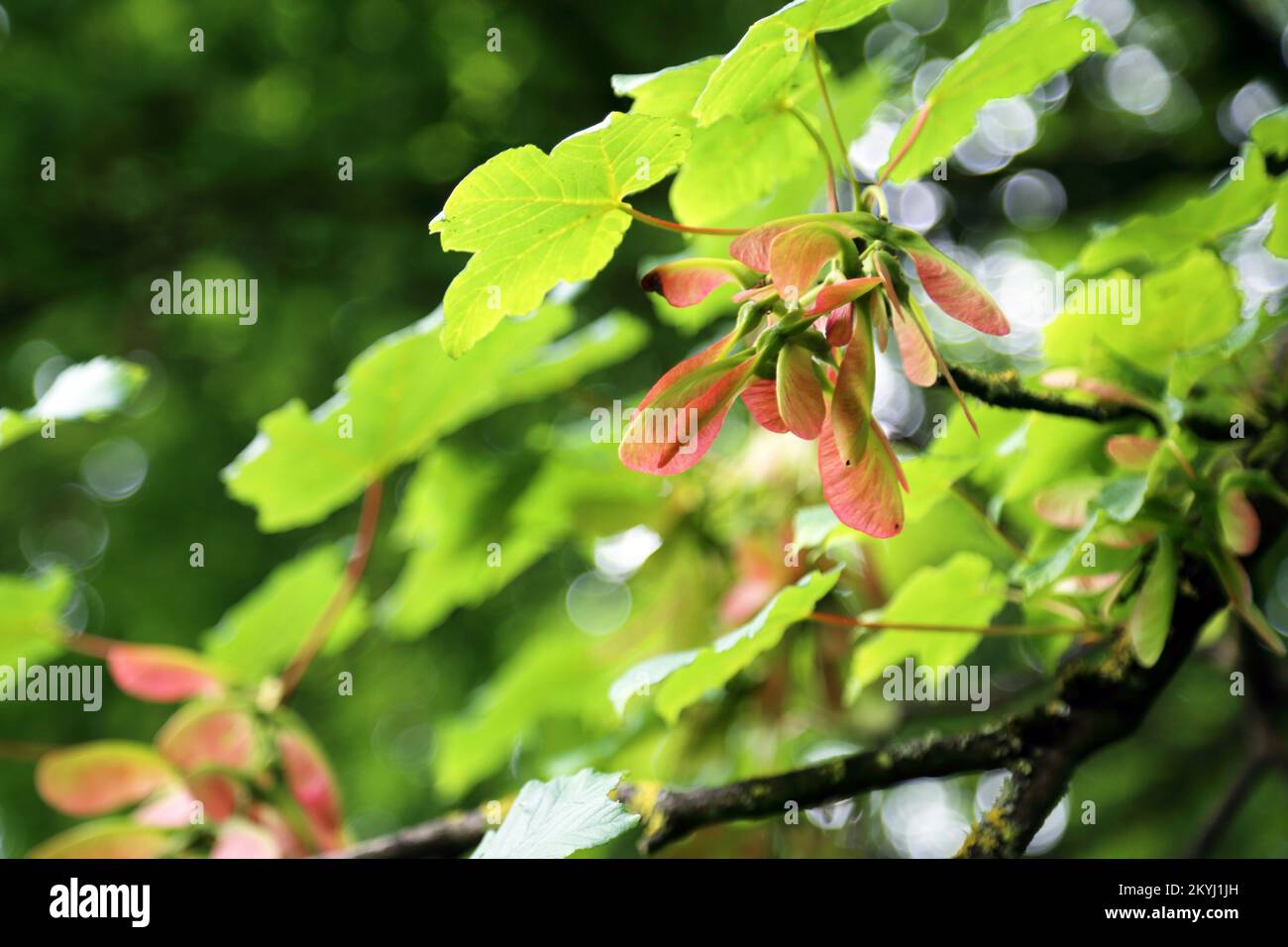 Sycamore keys hi-res stock photography and images - Alamy