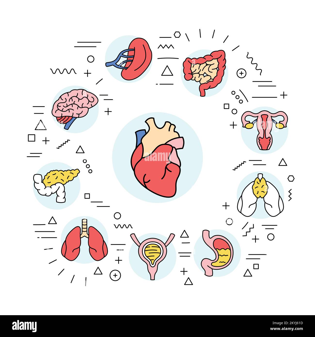 Organs web banner. Infographics with linear icons on white background ...