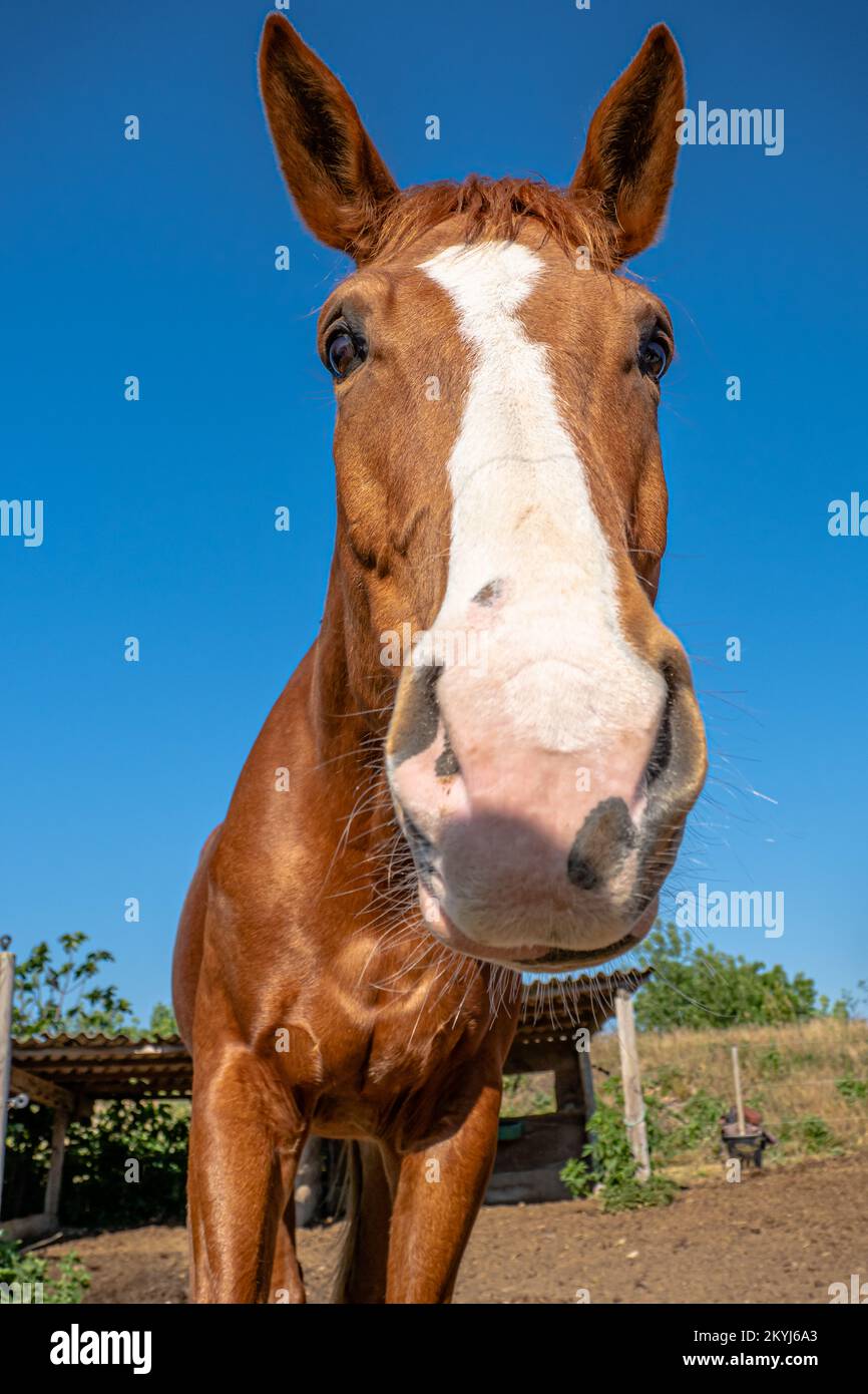 Looking up at horse from below while he feeds on grass at horse ranch ...