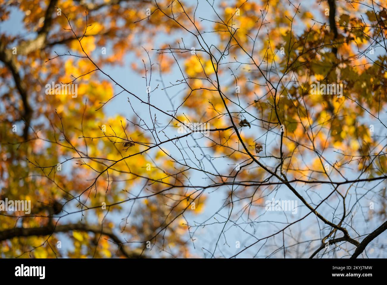 Tree branch silhouette in the forest. Natural abstract background Stock ...