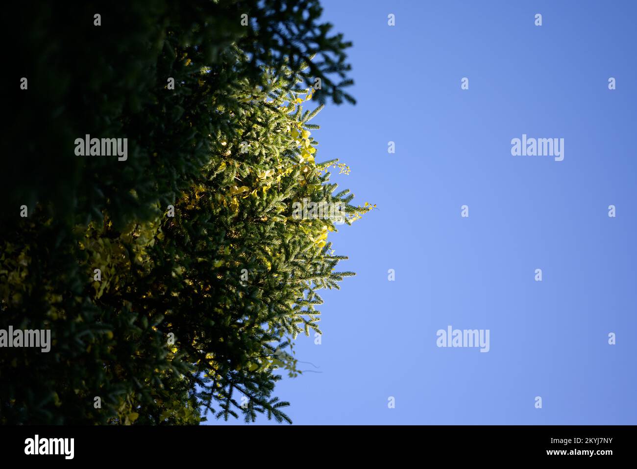 Conifer tree over blue sky background Stock Photo - Alamy