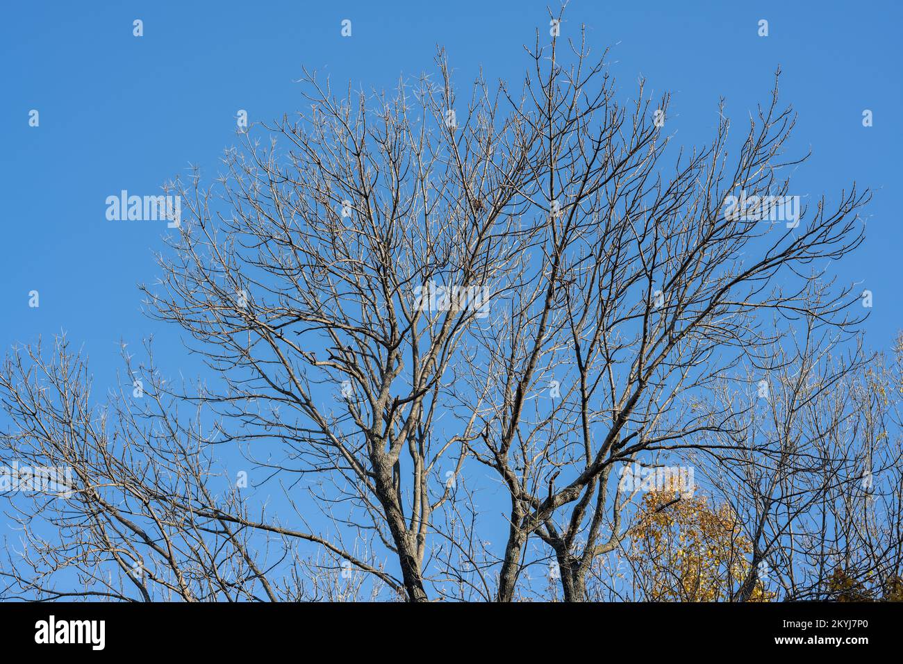 Tree branch silhouette over blue sky background Stock Photo - Alamy