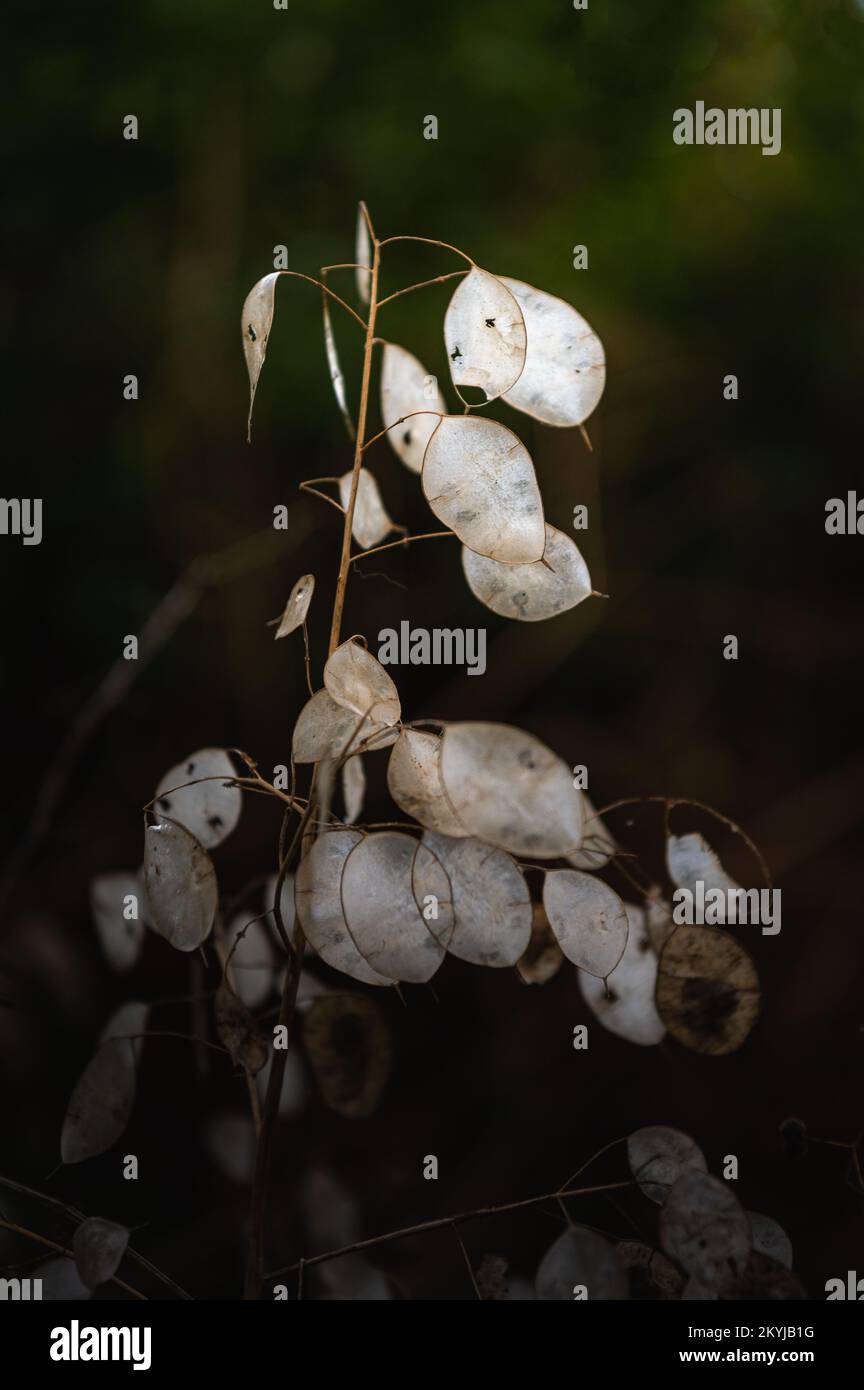 Lunaria annua, called honesty or annual honesty. Translucent silicle ...