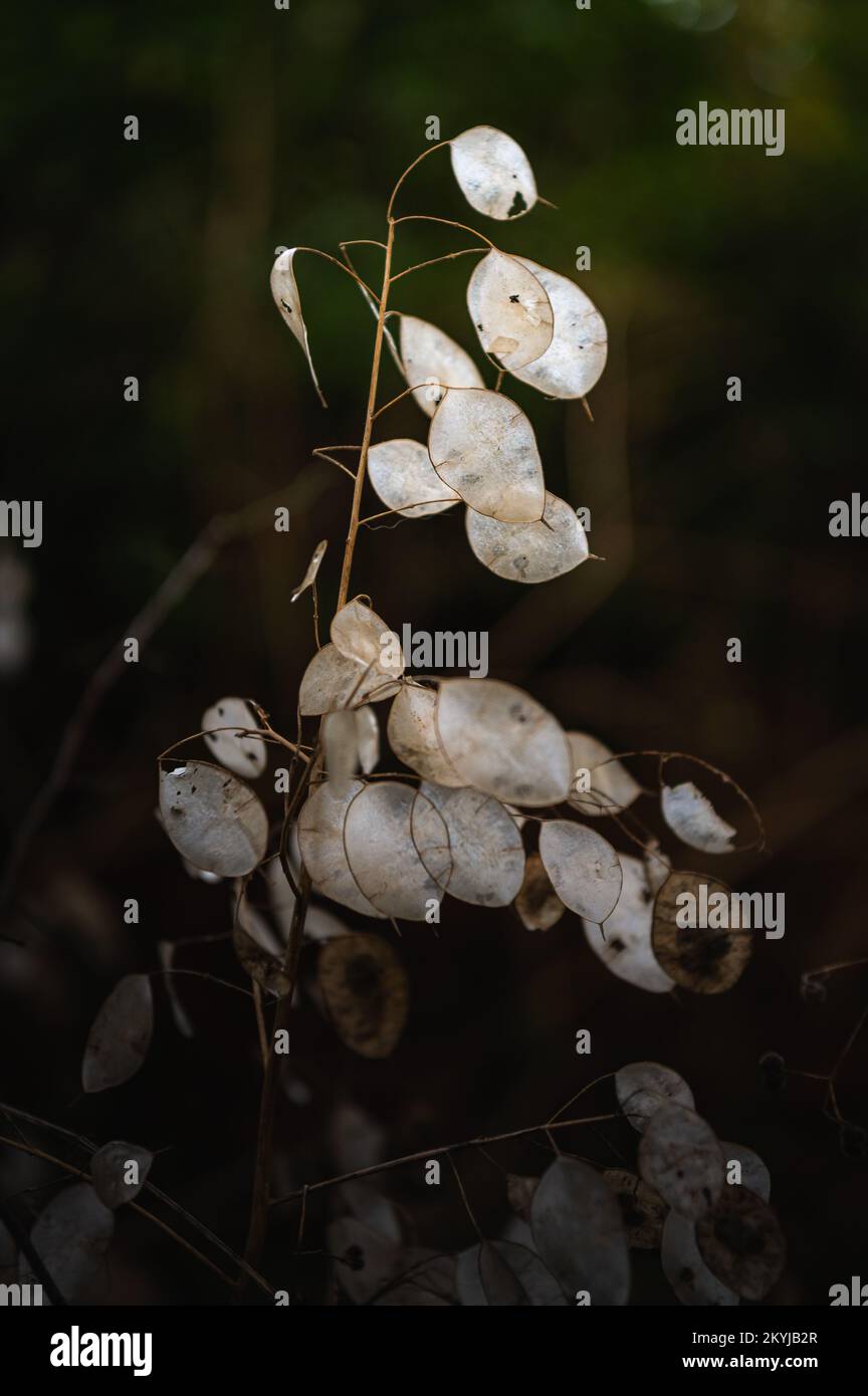 Translucent silicle membranes hi-res stock photography and images - Alamy