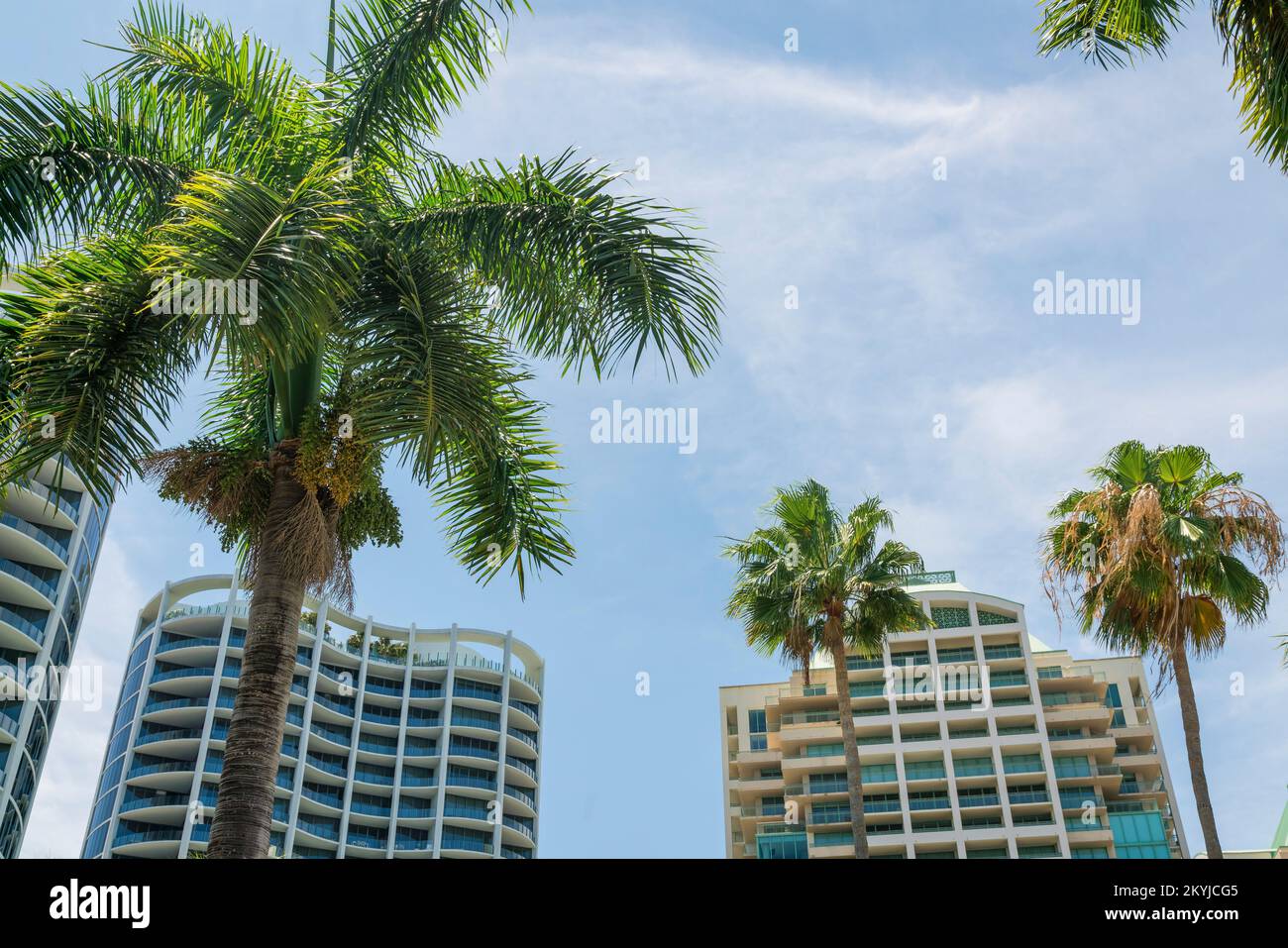 Palm trees at the front of modern high-rise condominiums at Miami ...