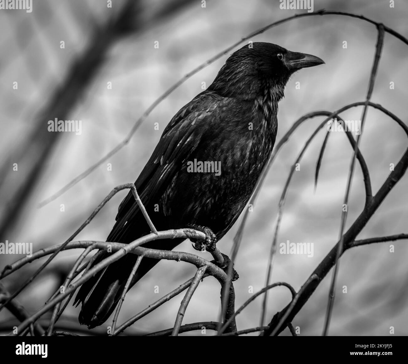 Black Crow In the wild, Gothic Edit Stock Photo - Alamy