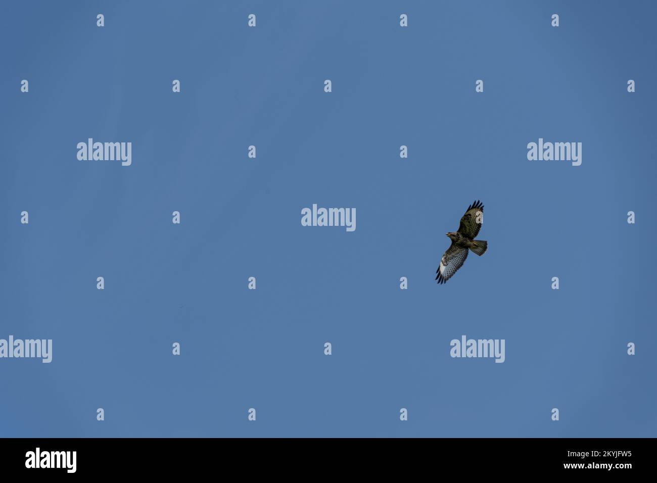 A Buzzard flying high against the blue sky of a summers day.A Stock ...