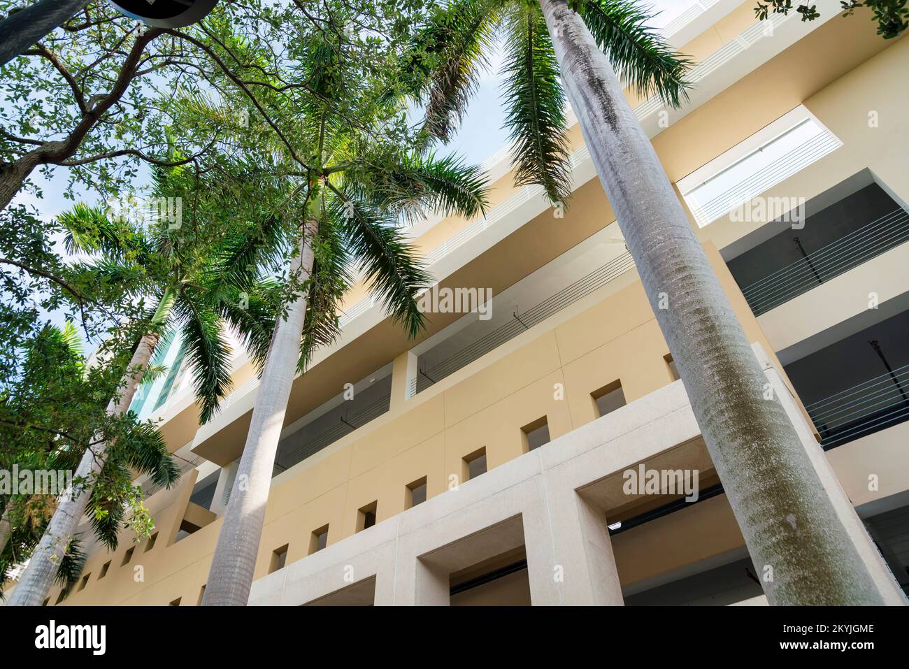 Foxtail palm trees hi-res stock photography and images - Alamy
