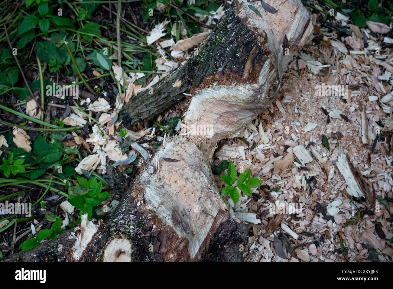 Tree trunk gnawed by teeth of beavers in nature Stock Photo - Alamy
