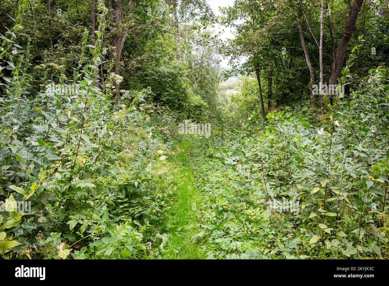 Hiking forest trail through dense thickets Stock Photo - Alamy
