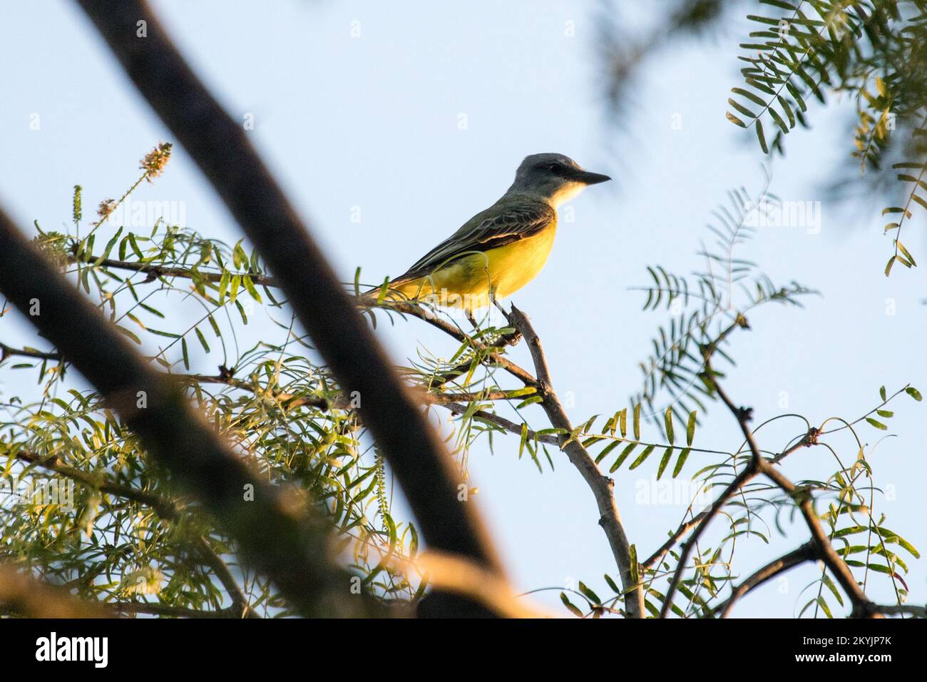 Birding in the Rio Grande Valley of South Texas Stock Photo - Alamy