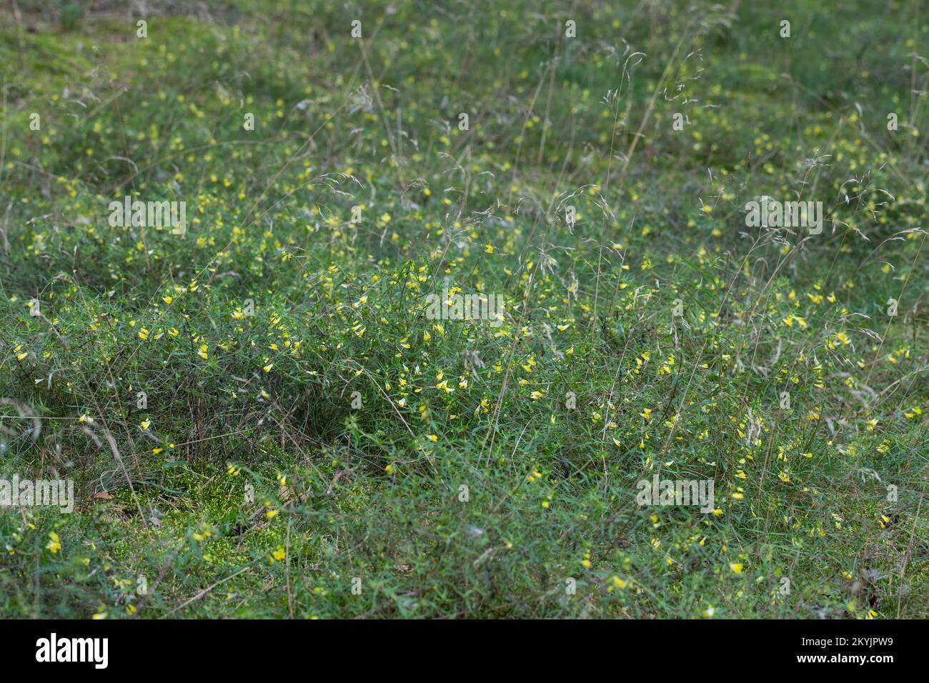 Wiesen-Wachtelweizen, Wiesenwachtelweizen, Melampyrum pratense, common ...