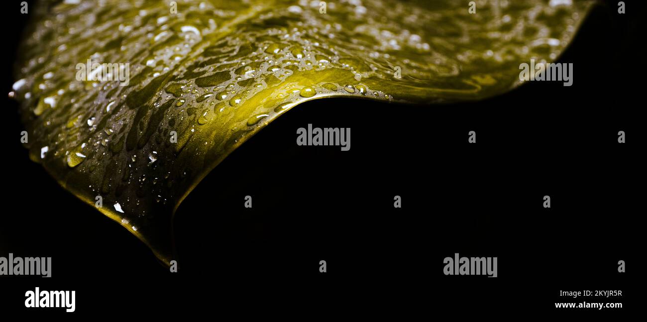 Abstract blurry backgrounds of color grading leaf isolated on black ...