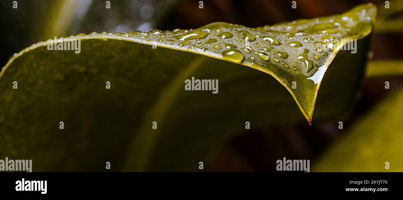 Abstract blurry backgrounds of color grading leaf isolated on black ...