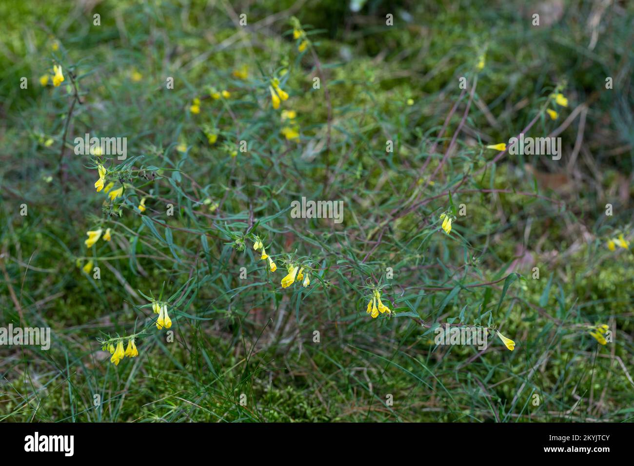 Wiesen-Wachtelweizen, Wiesenwachtelweizen, Melampyrum pratense, common ...