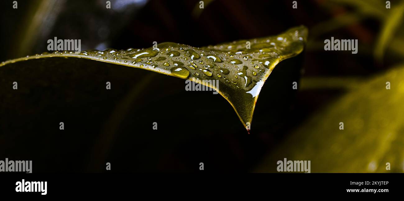 Abstract blurry backgrounds of color grading leaf isolated on black ...