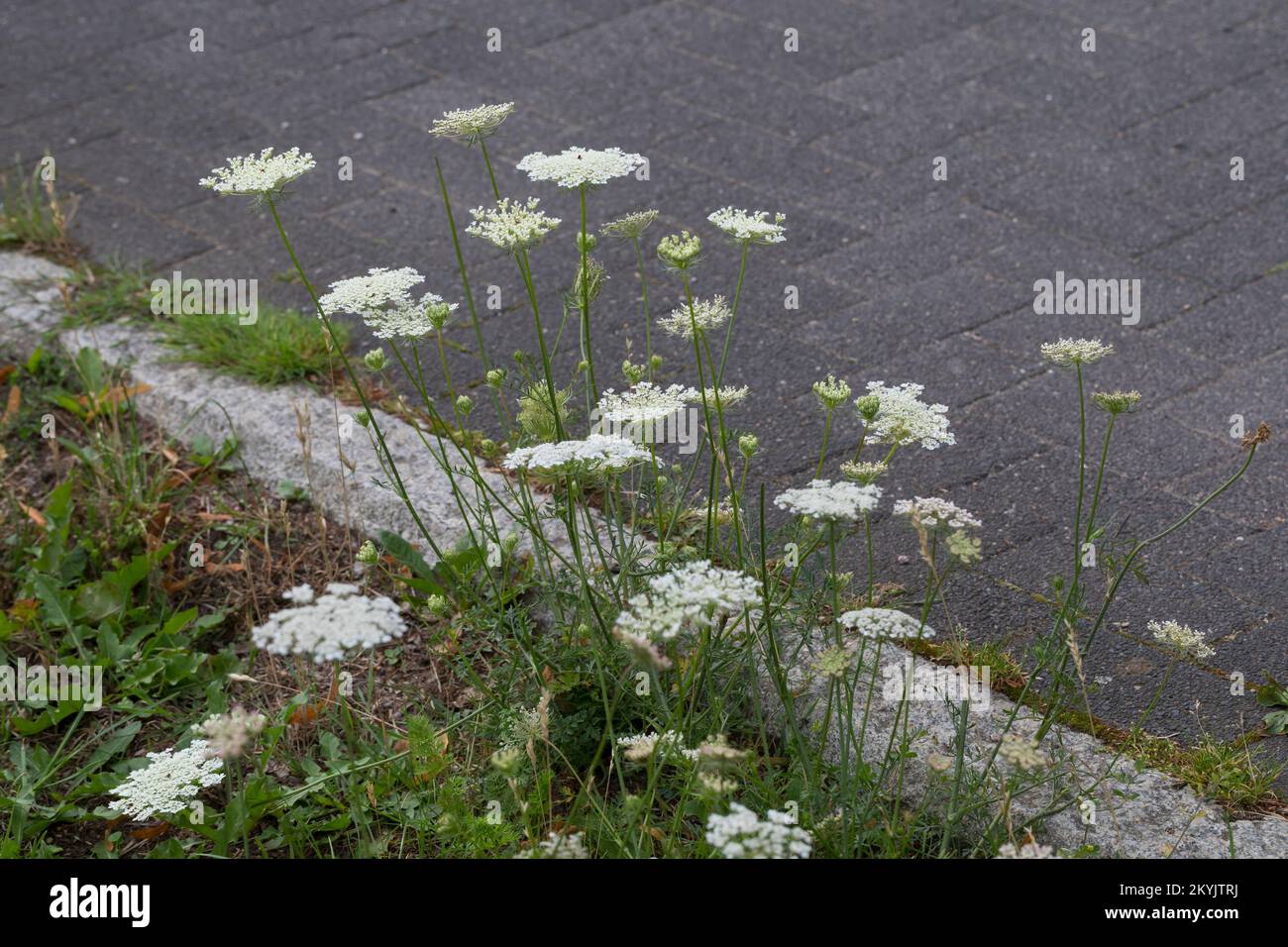 Wilde Möhre, Möhre, Daucus carota, Daucus carota subsp. carota, Wild ...