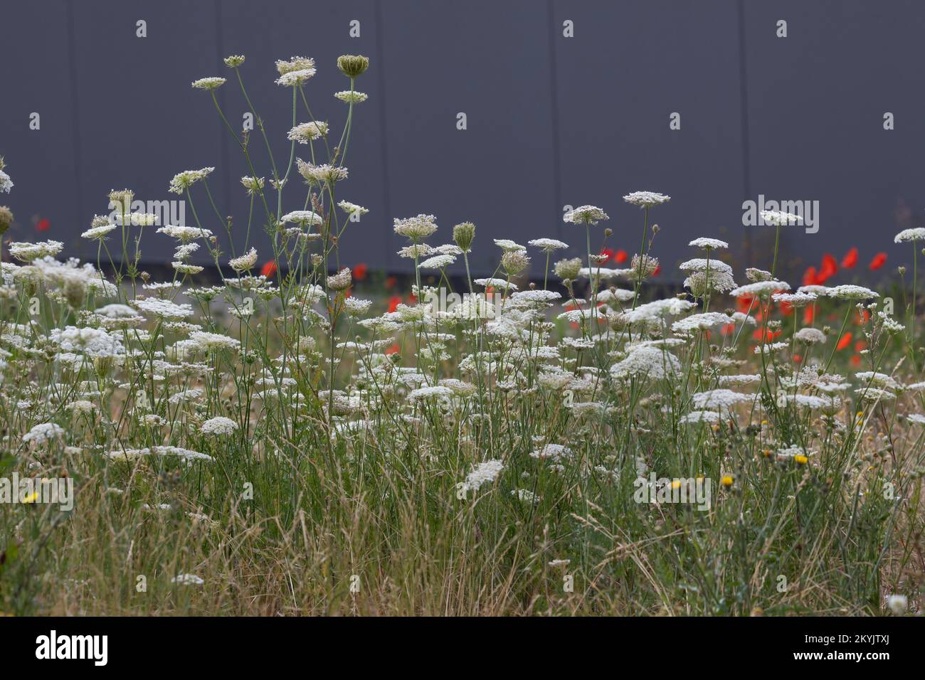 Wilde Möhre, Möhre, Daucus carota, Daucus carota subsp. carota, Wild ...