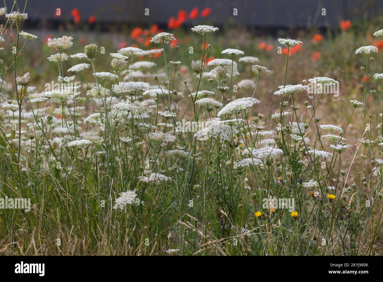 Wilde Möhre, Möhre, Daucus carota, Daucus carota subsp. carota, Wild ...