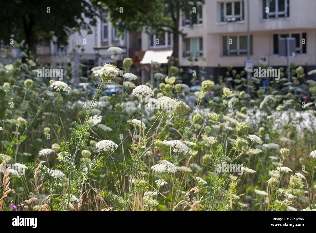 Wilde Möhre, Innenstadt Hamburg, Möhre, Daucus carota, Daucus carota ...