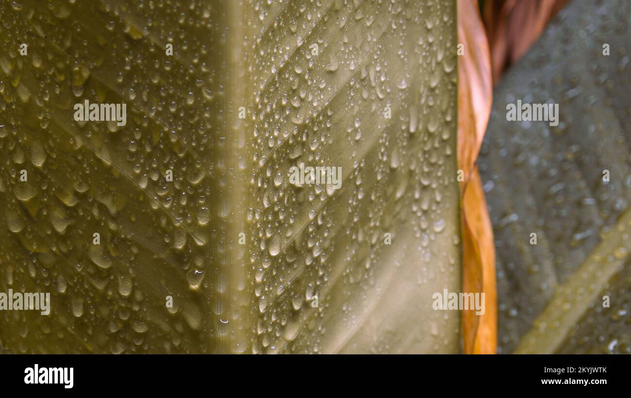 Nature background of leaf with splash of water Stock Photo - Alamy