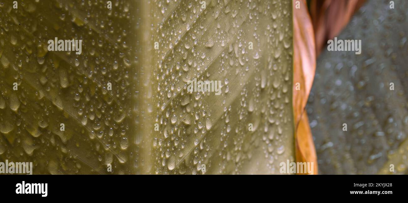 Nature background of leaf with splash of water Stock Photo - Alamy