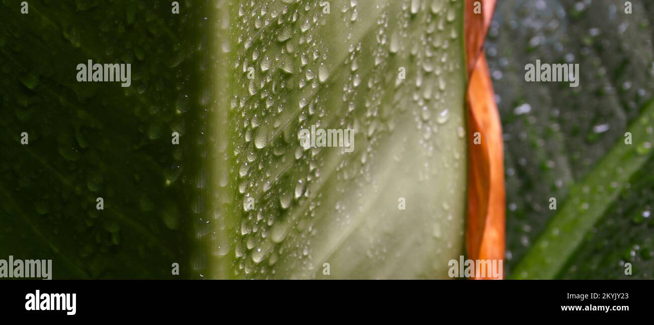 Nature background of leaf with splash of water Stock Photo - Alamy