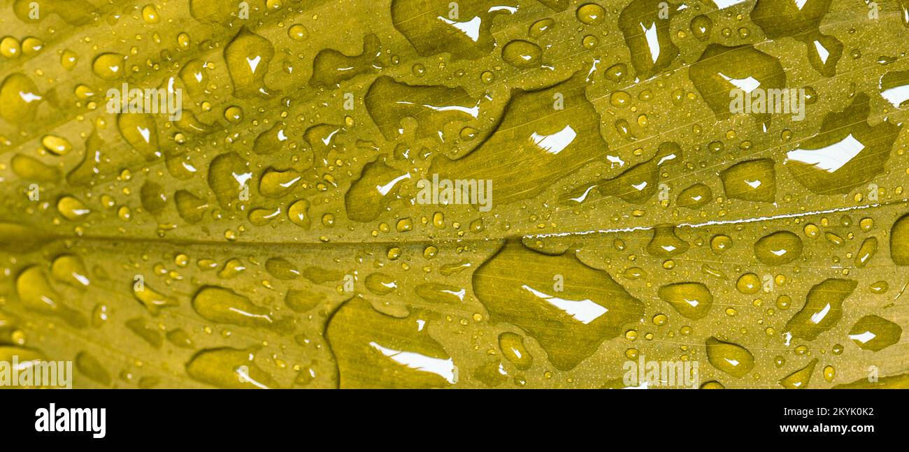 Abstract blurry backgrounds of color grading leaf isolated on black ...