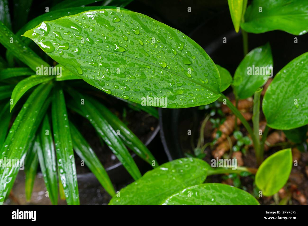 Turmeric Tree in Indonesia called Kunyit on home garden, traditional ...