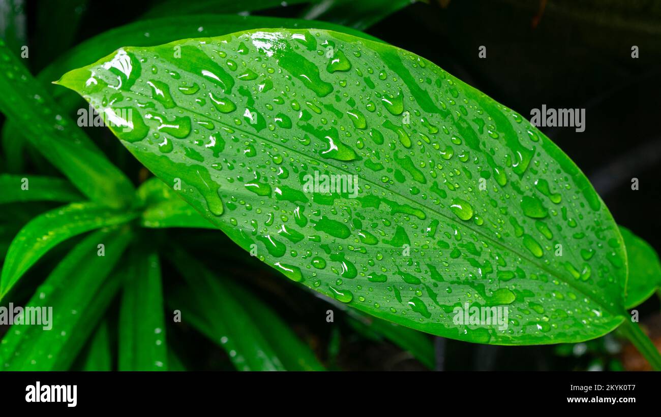 Turmeric Tree in Indonesia called Kunyit on home garden, traditional ...