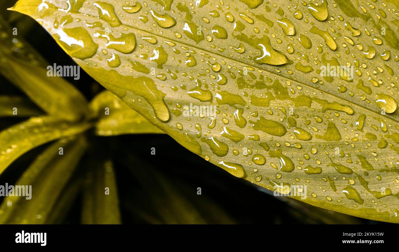 Nature background of leaf with splash of water Stock Photo - Alamy