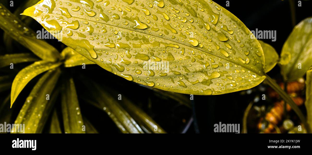 Nature background of leaf with splash of water Stock Photo - Alamy