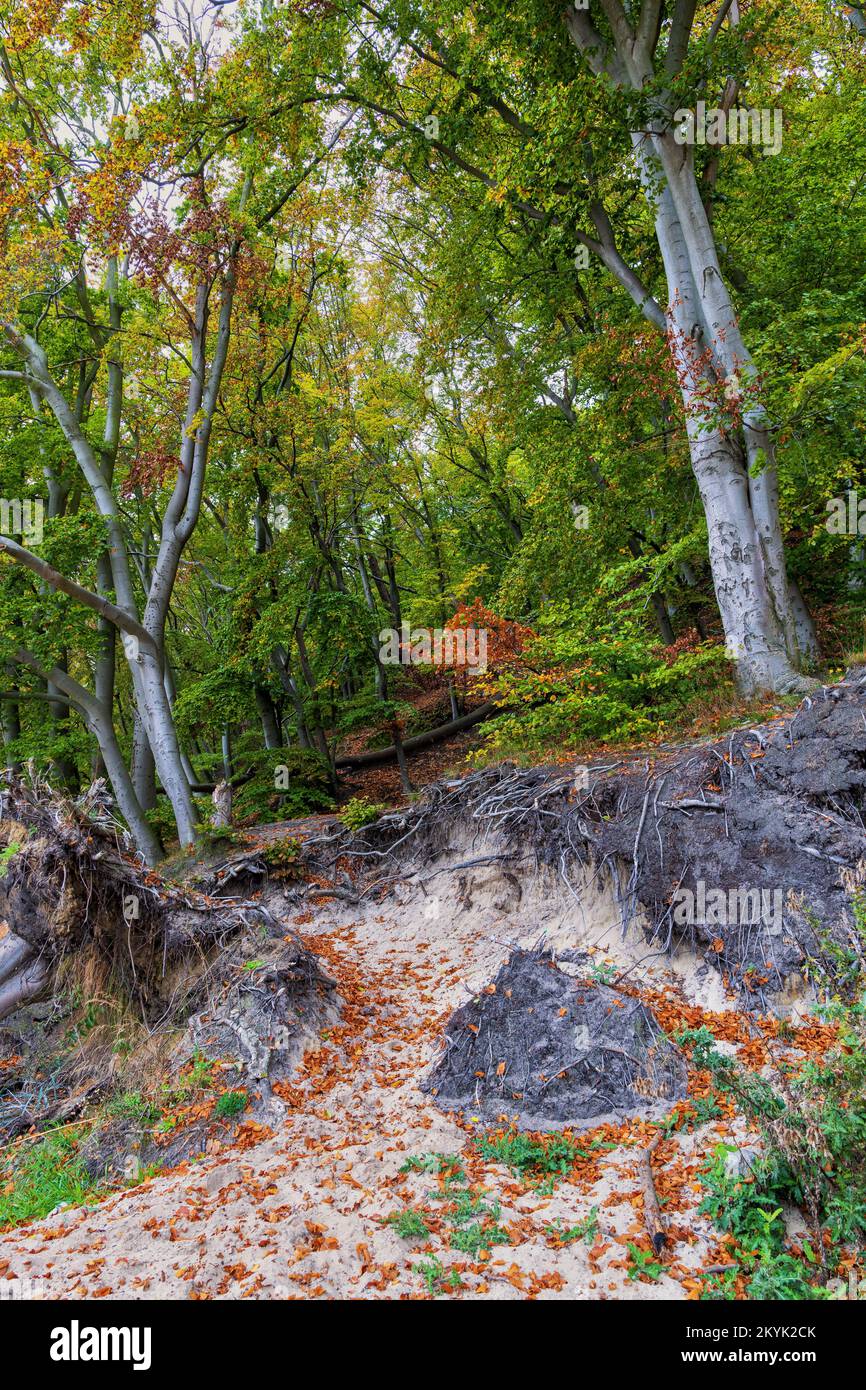 Edge of the forest coastal landscape of the Baltic Sea, hill slope with ...