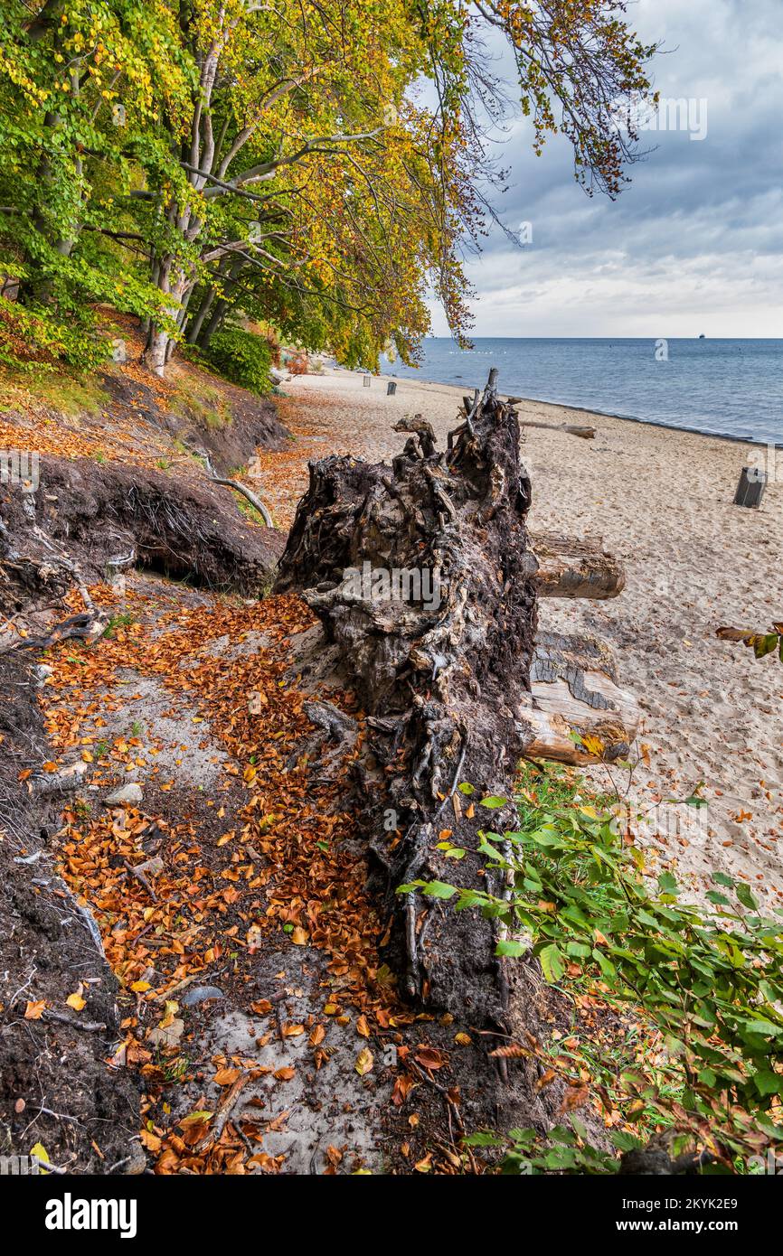 Baltic Sea shoreline in autumn with fallen leaves, sandy beach and ...