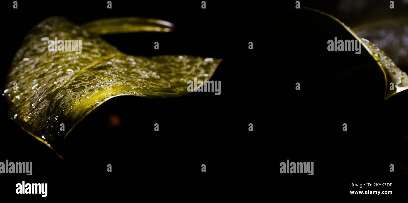 Abstract blurry backgrounds of color grading leaf isolated on black ...