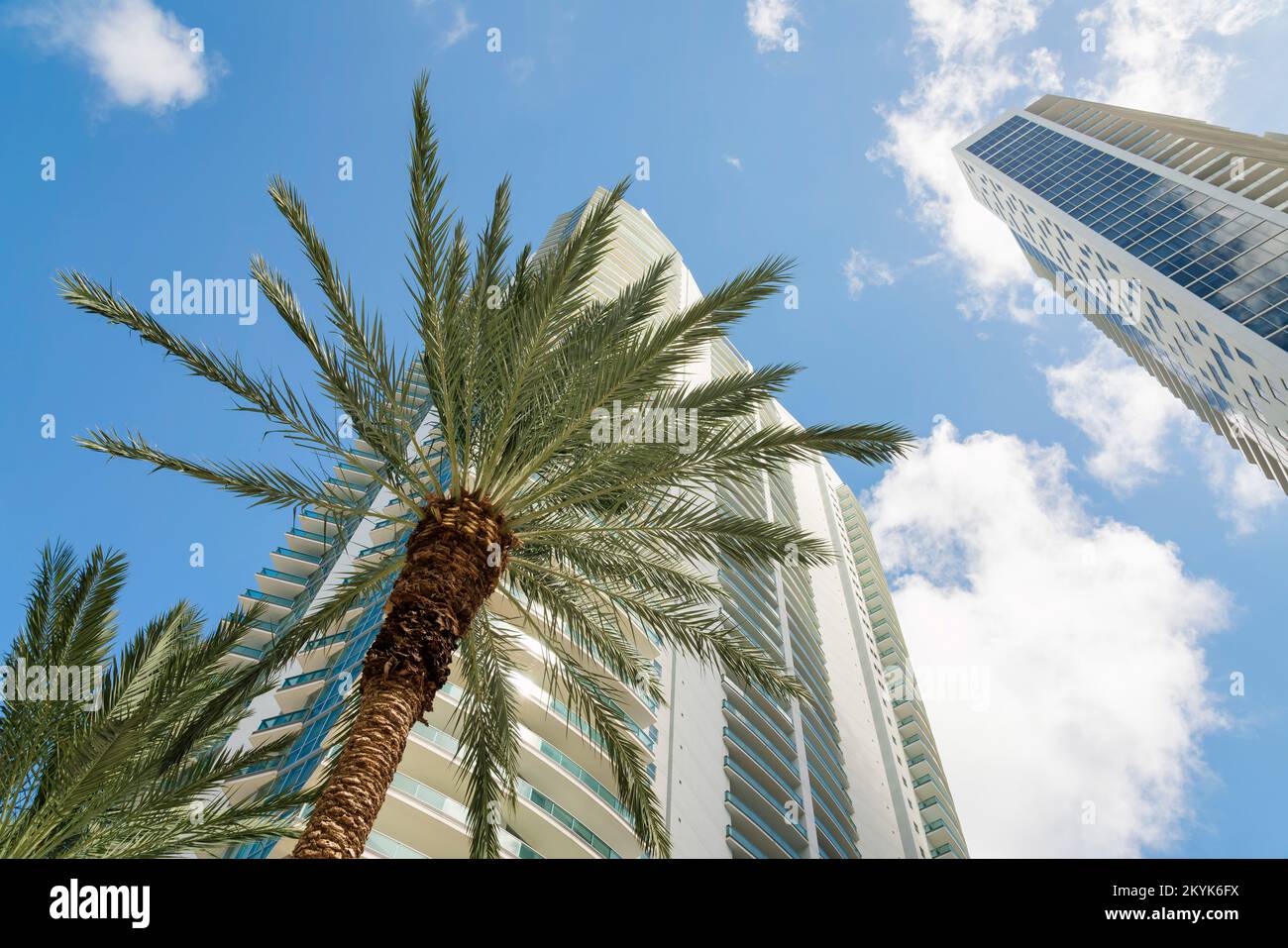 Views of palm trees and two modern multi-storey condos from below under ...