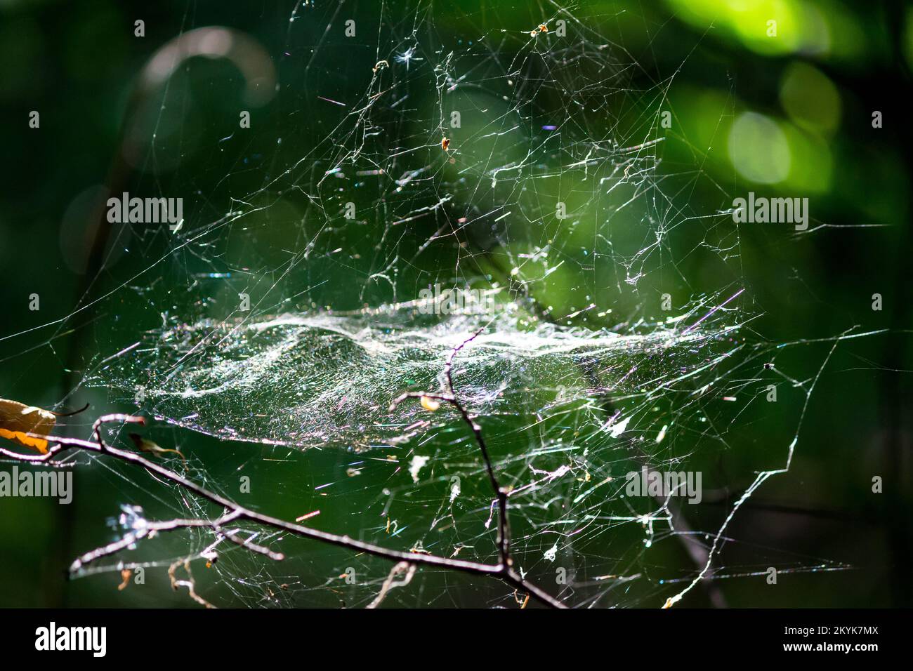 Chaotic web grown around tree branches in the forest, abstract ...