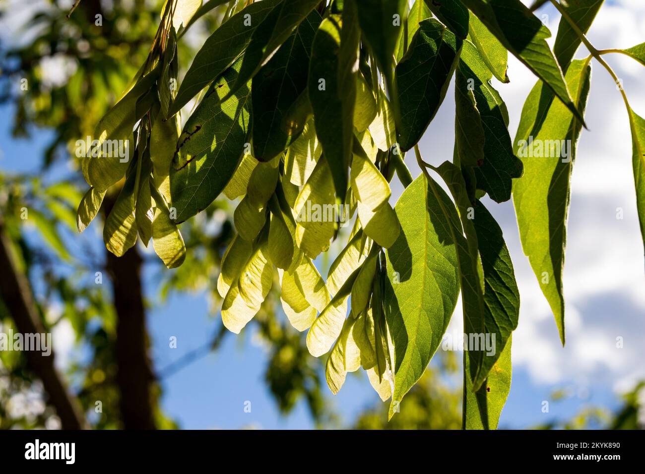 Green leaves and seeds of maple ash-leaved Acer negundo close-up Stock ...