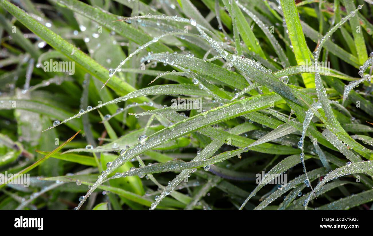 Nature background of grass with splash of water Stock Photo - Alamy
