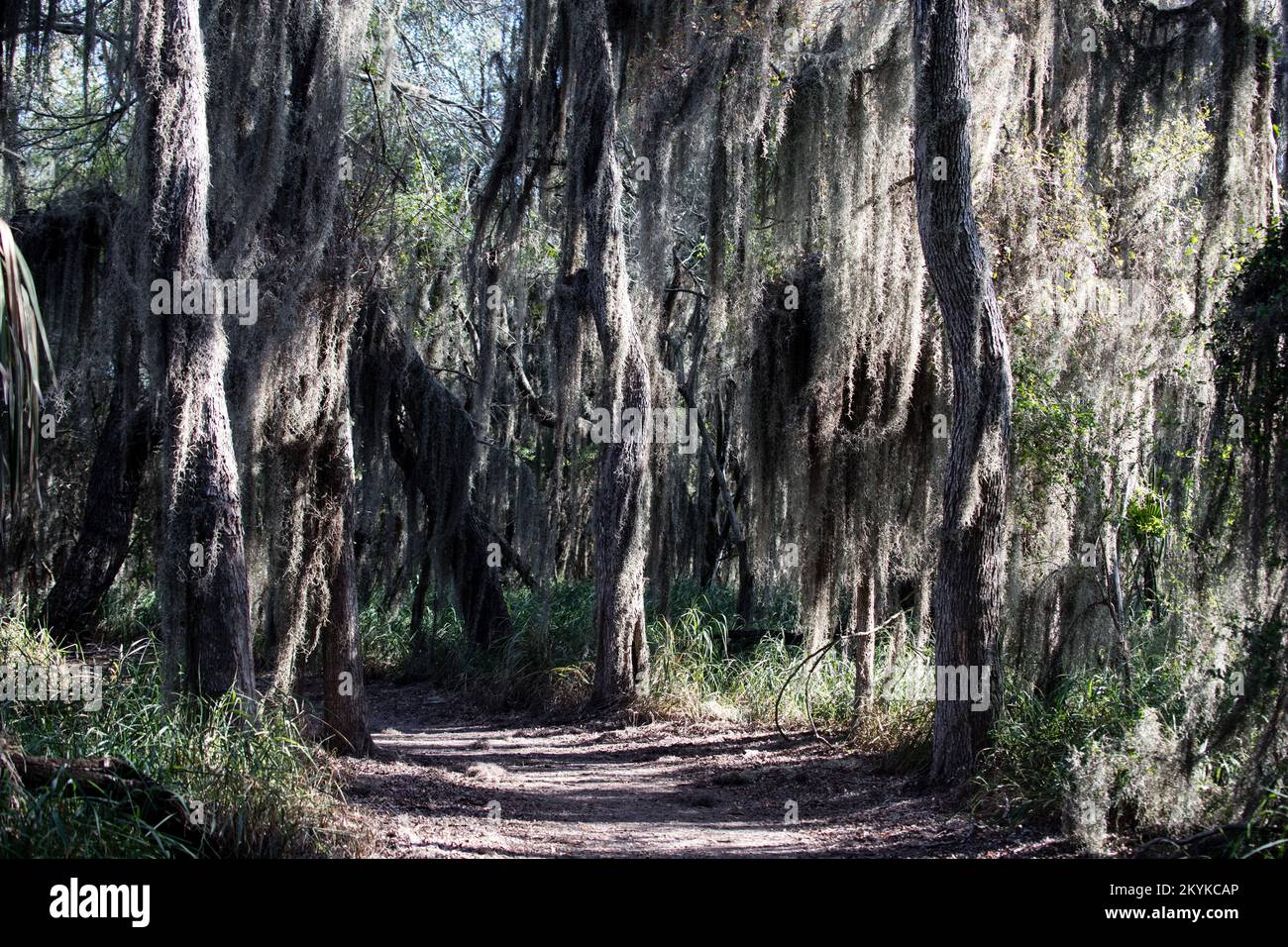 Birding in the Rio Grande Valley of South Texas Stock Photo - Alamy