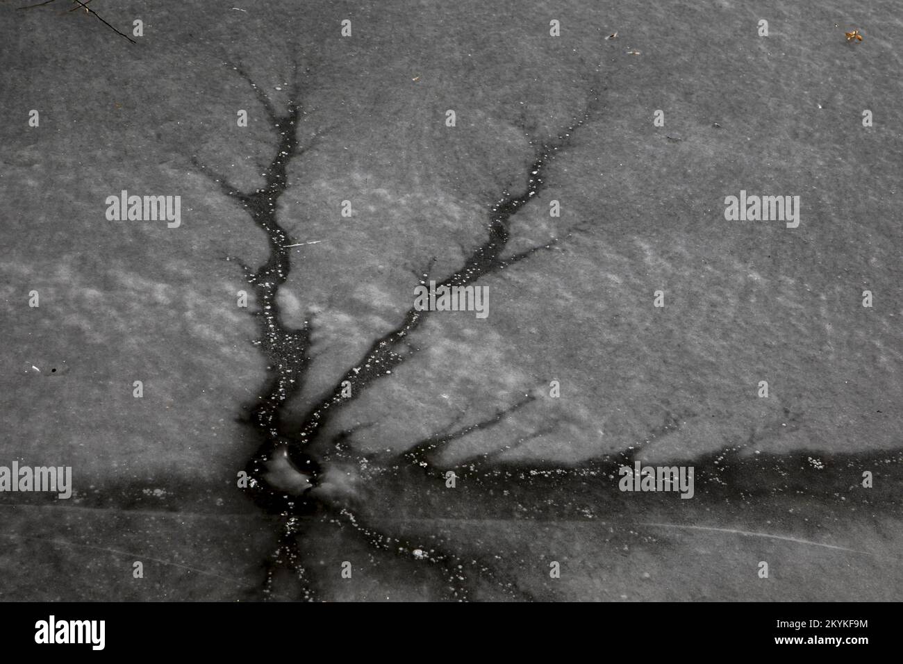 Tree-pattern ice appeared in Jiangbin Park in Jilin City, northeast ...