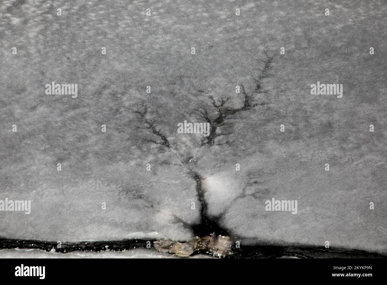 Tree-pattern ice appeared in Jiangbin Park in Jilin City, northeast ...