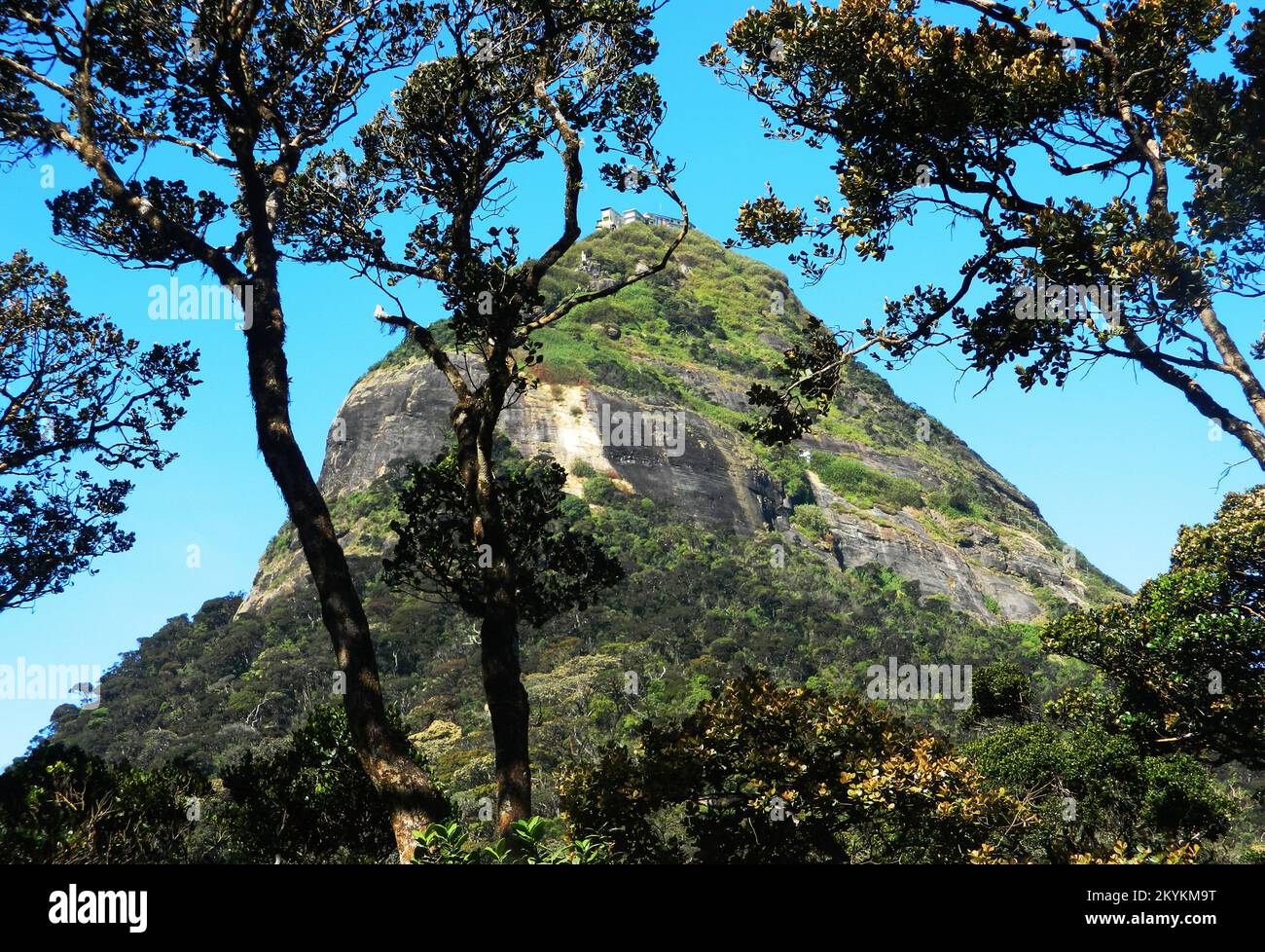A view of Sri Pada peak from forest pathway. Dominated Montane forests ...