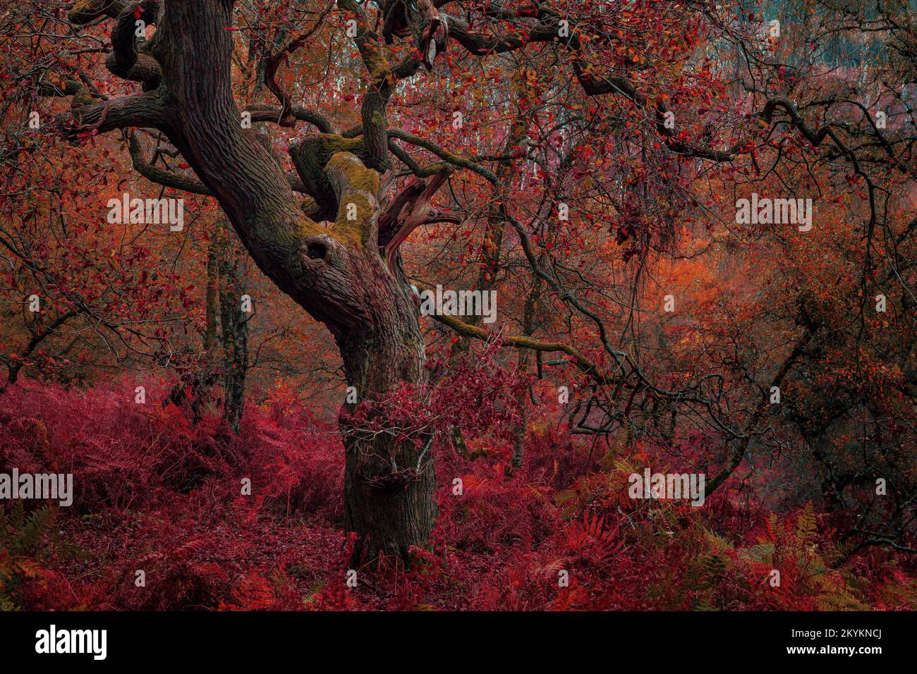Bloody tree hi-res stock photography and images - Alamy