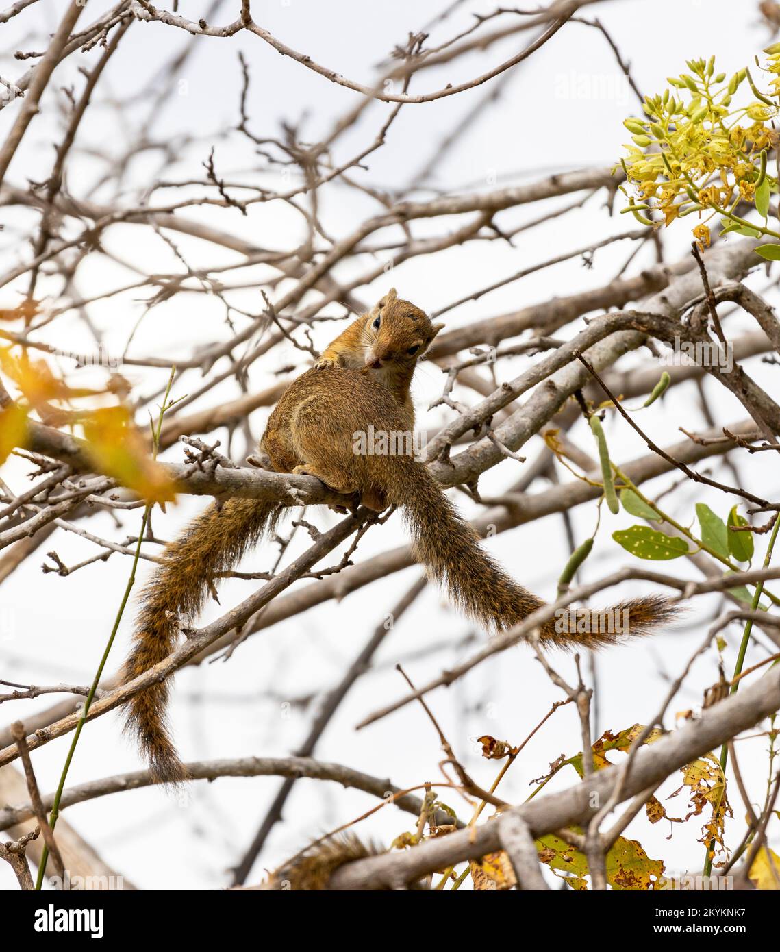A pair of Bush Squirrel maintain a strong pair bonding with regular ...