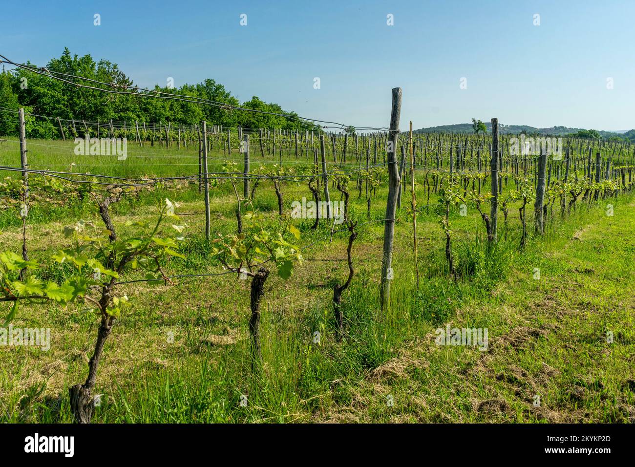Vineyards row in slovenia hi-res stock photography and images - Alamy