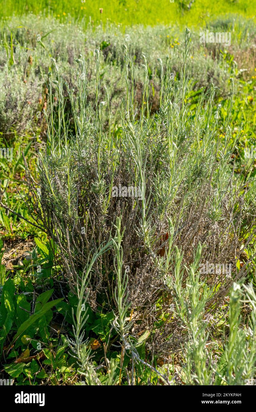 This medicinal flower is called dwarf everlast or immortelle Stock ...