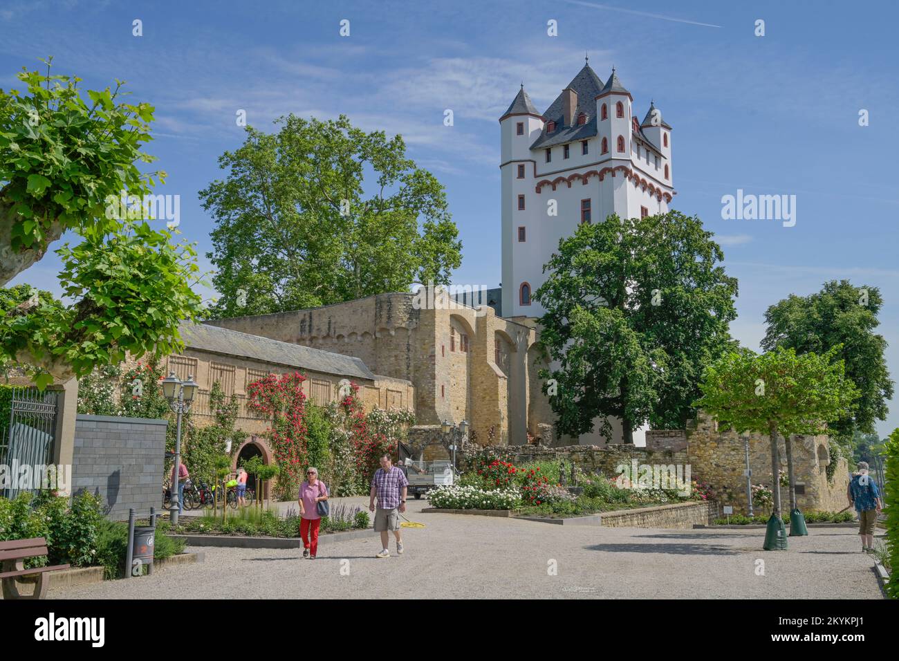 Wehrturm, Kurfürstliche Burg, Eltville, Hessen, Deutschland Stock Photo ...